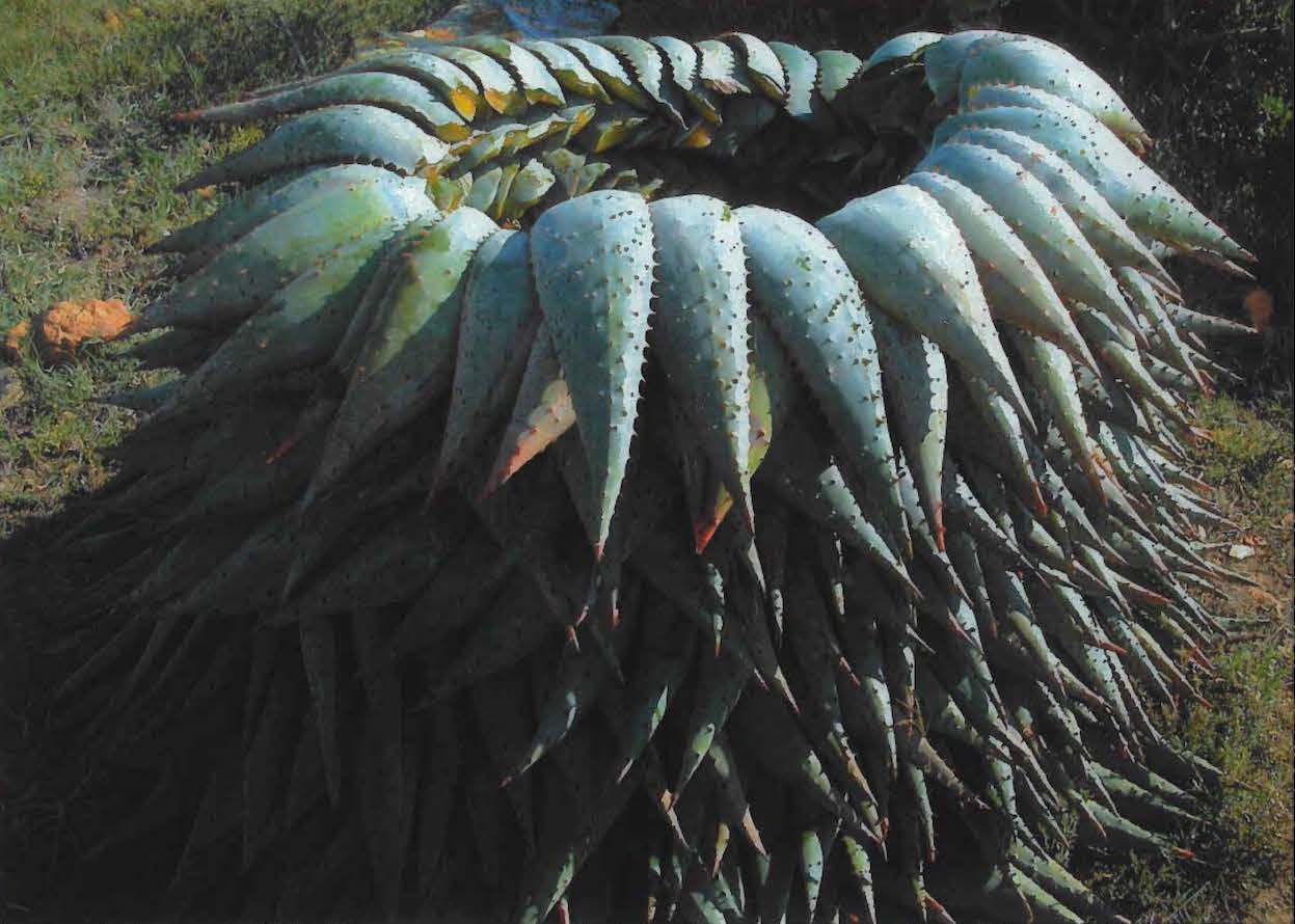 Organic Aloe | About Us | Our Story